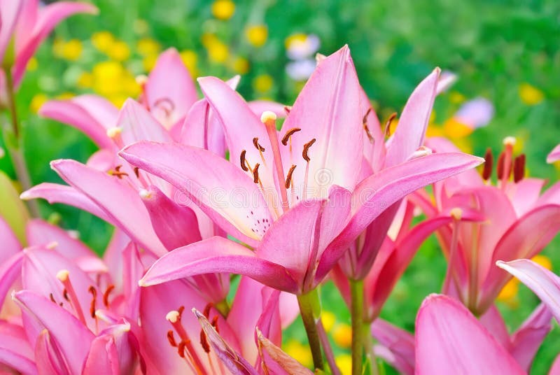Flor Roja Del Lirio, Lilium Imagen de archivo - Imagen de colorido ...