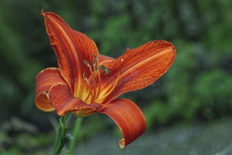 Flor Roja Brillante Del Lirio De Tigre Imagen de archivo - Imagen de ...