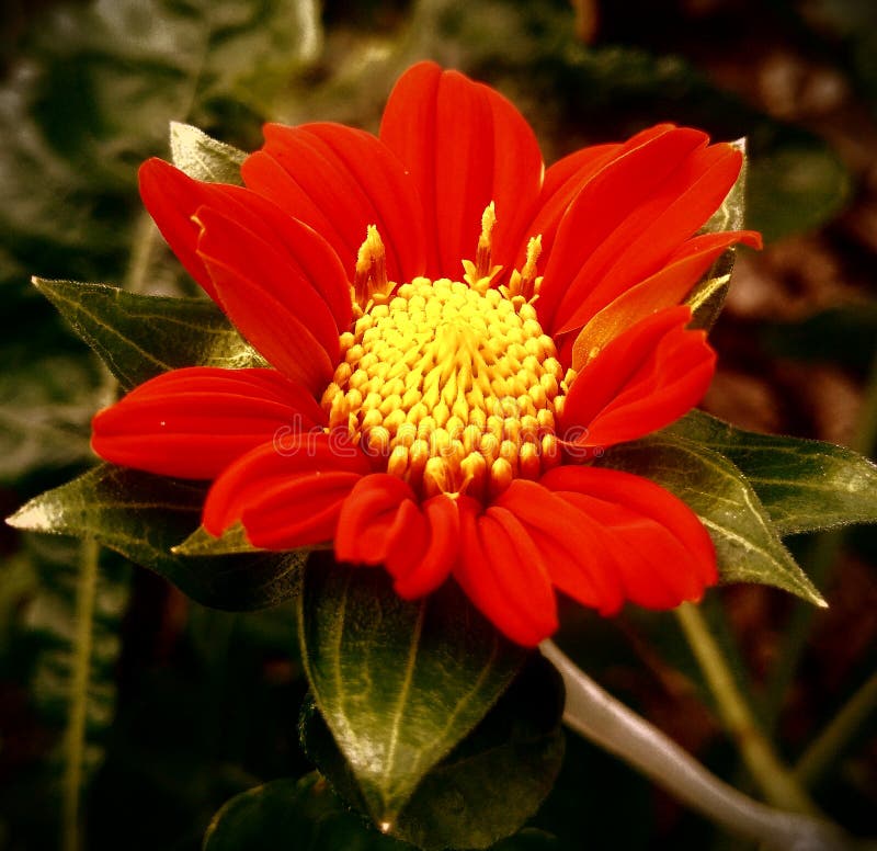 Flor roja rara del verano imagen de archivo. Imagen de medicina - 97381417