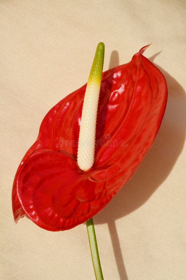 Flor Roja, Símbolo Del Poder Imagen de archivo - Imagen de amistad ...