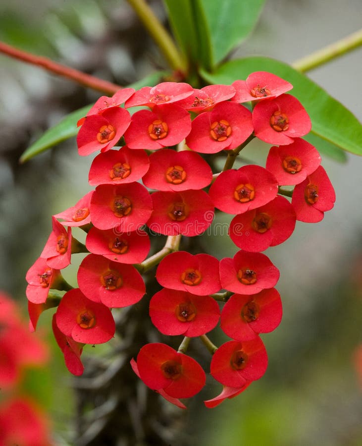 Flor Roja Tropical Hermosa Madagascar Imagen de archivo - Imagen de ...