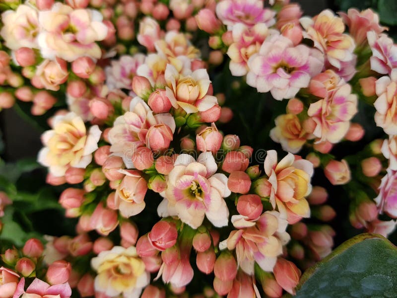 Flor Rosa Clara Del Clavel En Un Ramo Floral Para El Regalo Del Amor ...