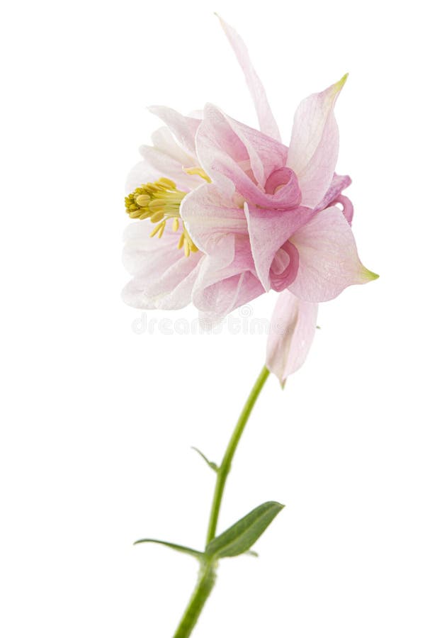 Flor Rosa De Aquilegia Flor De Cuenca Aislada En Fondo Blanco Imagen de ...