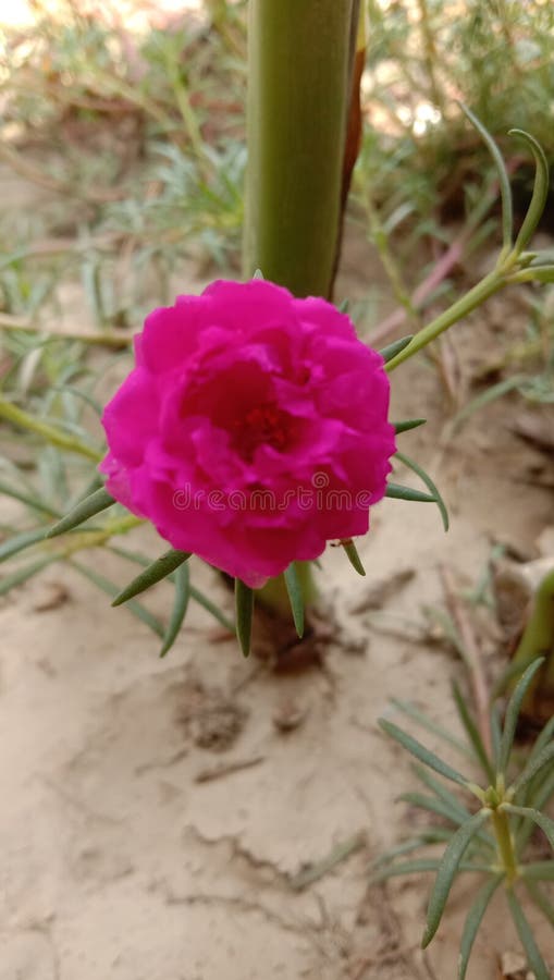 Flor Rosa De Musgo Rosa Hermosa Y Colorida Imagen de archivo - Imagen ...