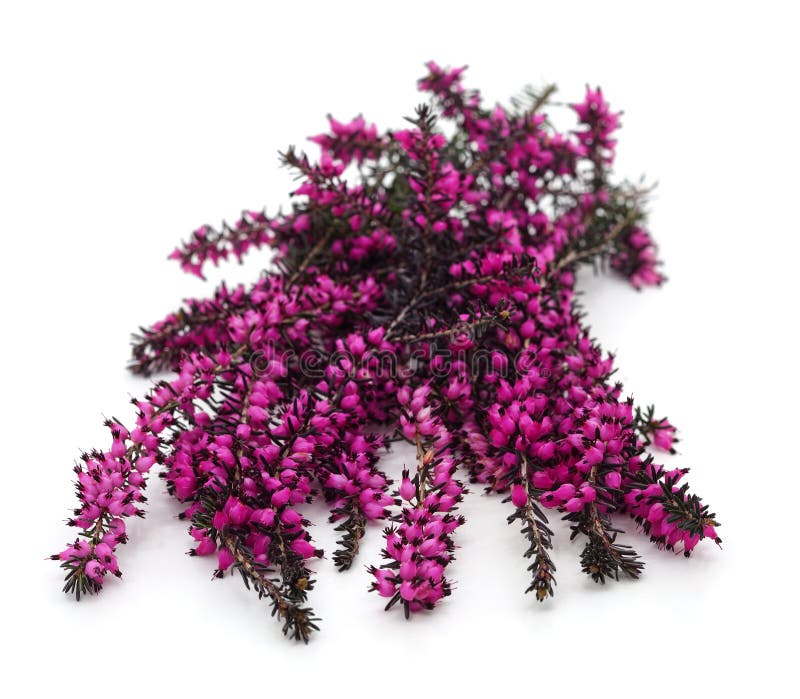 Flor rosa erica foto de archivo. Imagen de brezo, crecimiento - 281580546