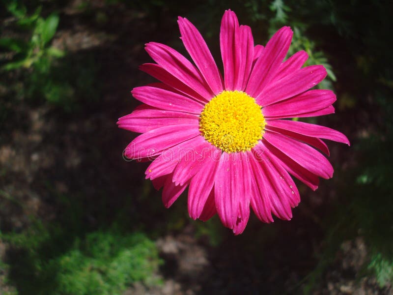Flor rosada 02 foto de archivo. Imagen de florescencia - 100912360