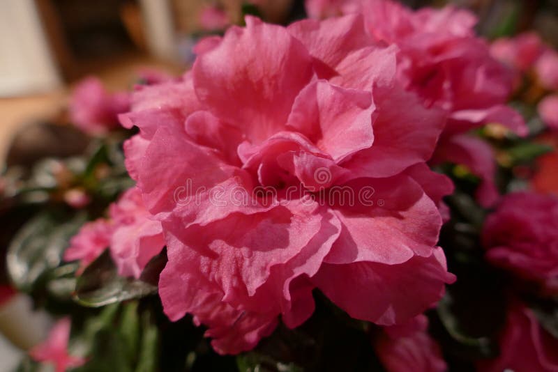 Flor rosada imagen de archivo. Imagen de planta, rosa - 103989693