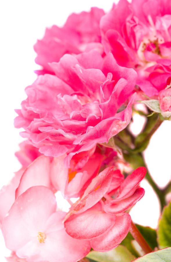 Flor rosa foto de archivo. Imagen de hermoso, fragilidad - 10610616