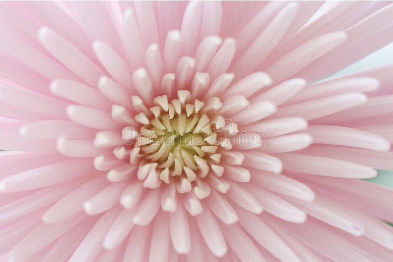 Flor rosada imagen de archivo. Imagen de flor, belleza - 13283059