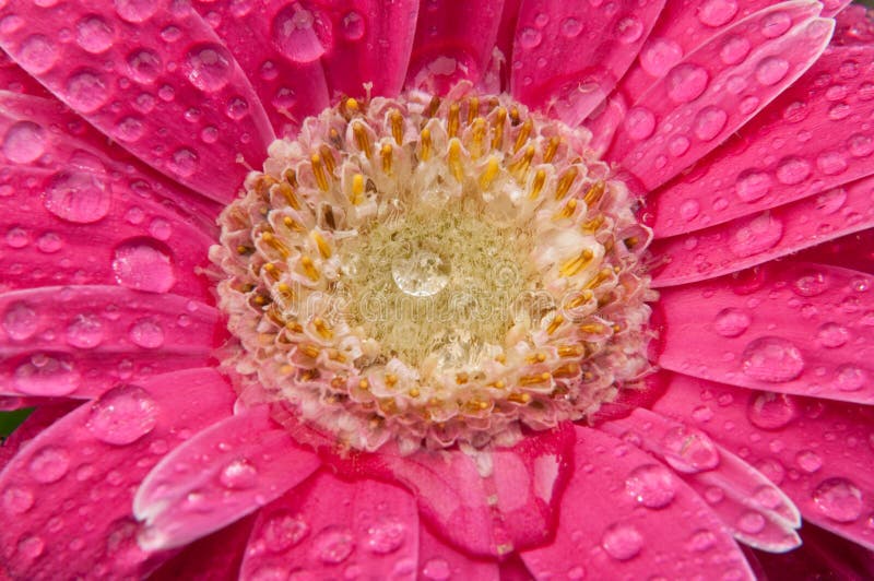 Flor rosada foto de archivo. Imagen de regalo, rosa, color - 13501018