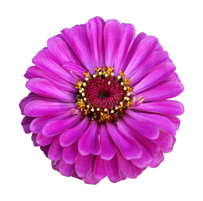 Flor rosada foto de archivo. Imagen de fondo, hojea, cierre - 15649800