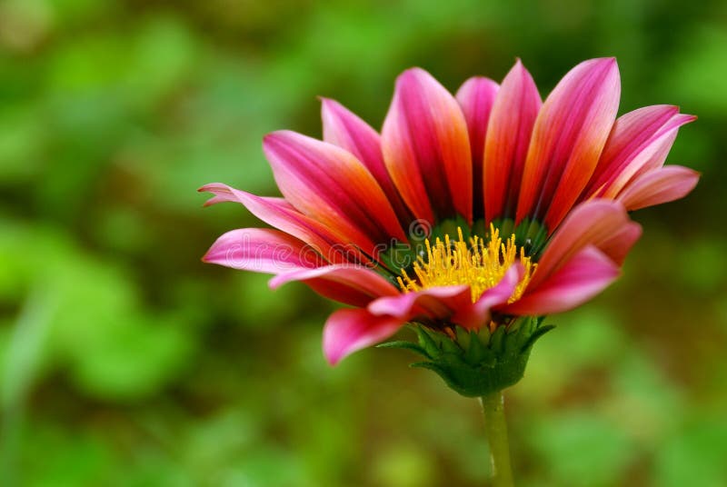Flor rosada foto de archivo. Imagen de flora, rosa, ambiente - 16511894