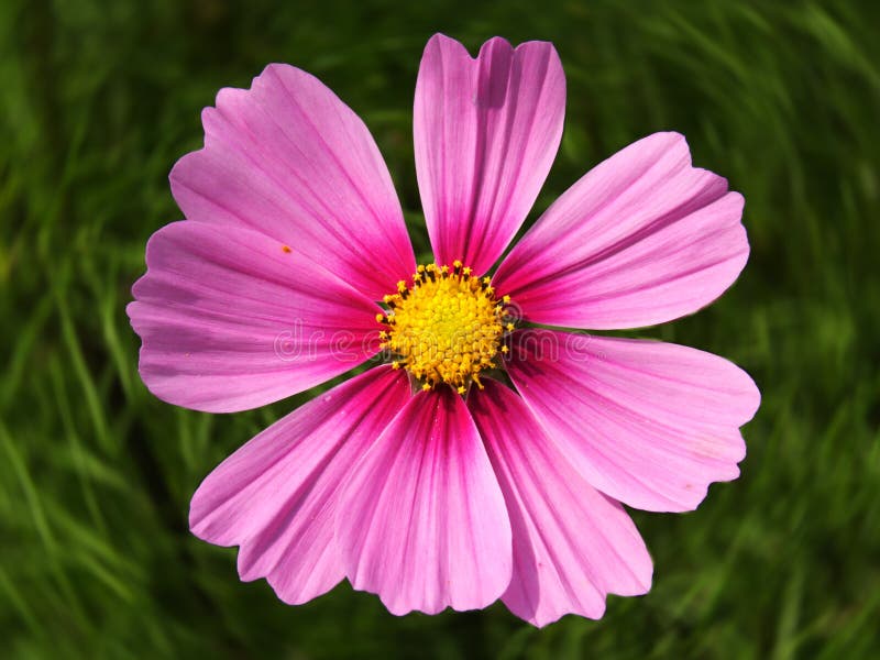 Flor Rosada Imagen. Imagen: 1730833