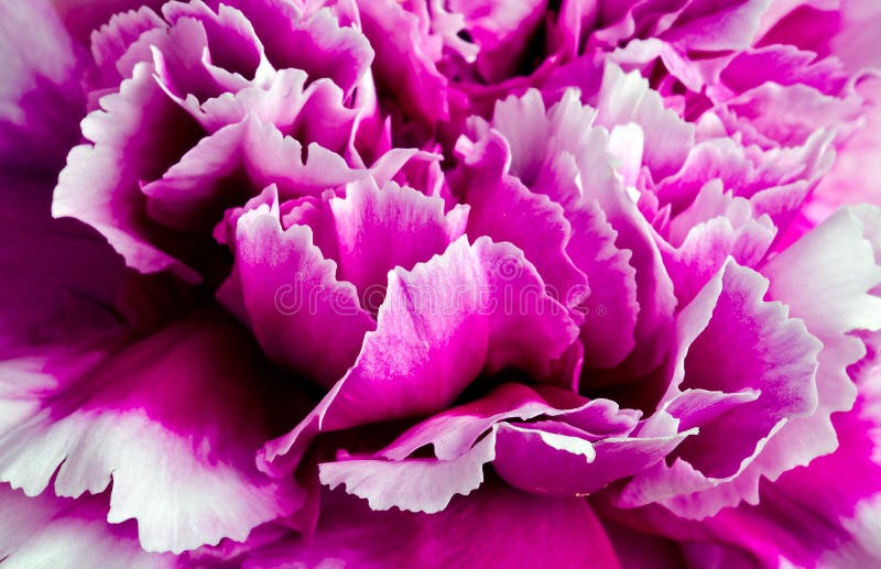 Flor rosada imagen de archivo. Imagen de belleza, cubo - 19236789