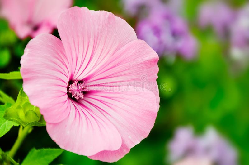 Flor rosada imagen de archivo. Imagen de fresco, extracto - 20778597