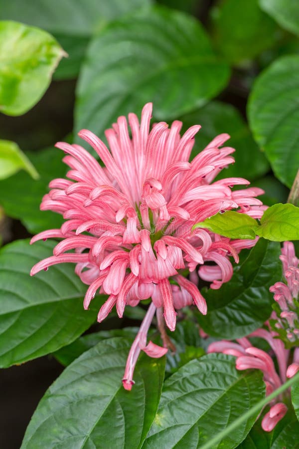 Flor rosada imagen de archivo. Imagen de exterior, verde - 32852297