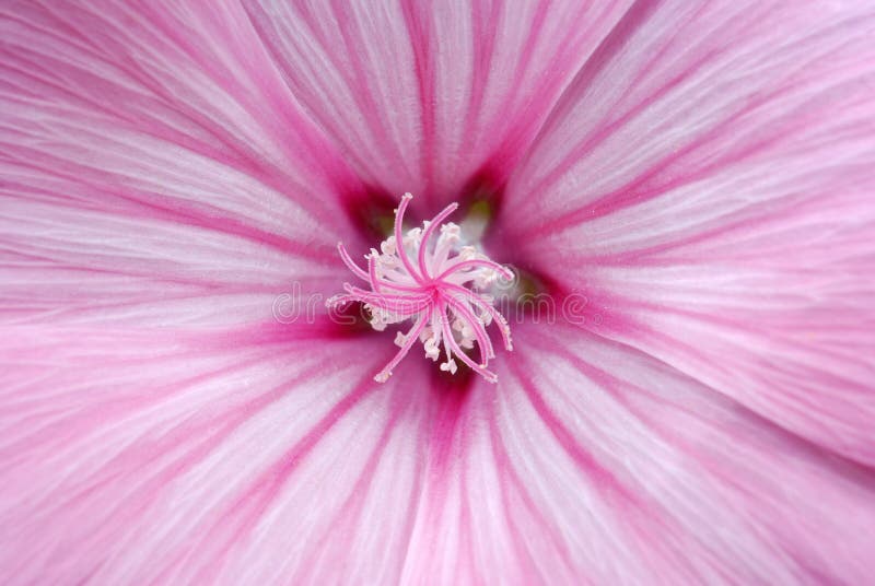 Flor rosada foto de archivo. Imagen de wallpaper, primavera - 32987698