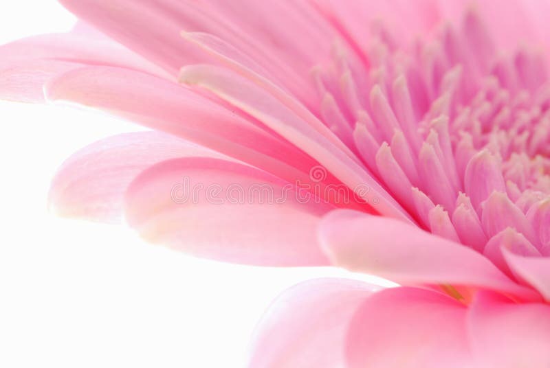Flor rosada imagen de archivo. Imagen de aislado, blanco - 3731095