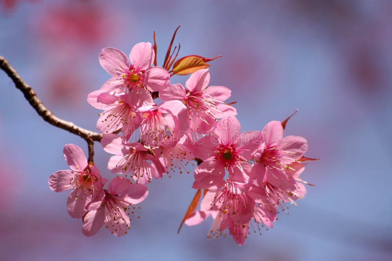 Flor rosada. foto de archivo. Imagen de cereza, tailandia - 37736844