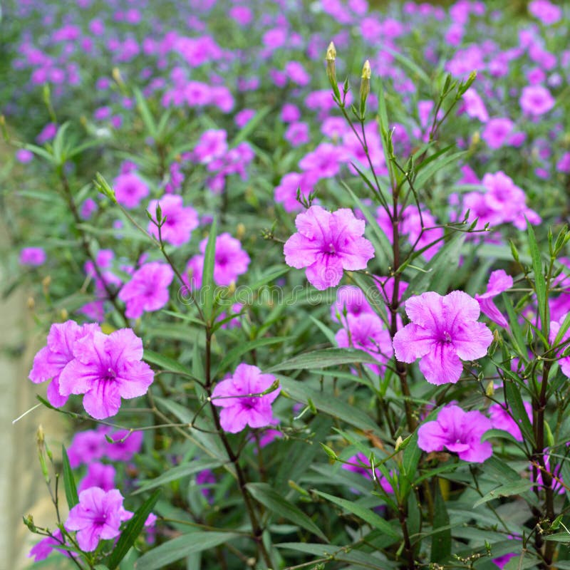 Flor rosada foto de archivo. Imagen de flor, vaina, hierba - 38819308