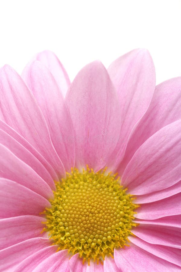 Flor rosada foto de archivo. Imagen de rojo, brillo, planta - 4786854