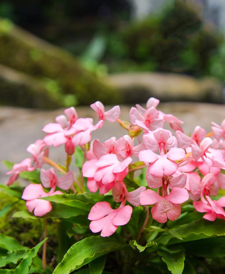 Flor rosada imagen de archivo. Imagen de ambiente, hombre - 58594017