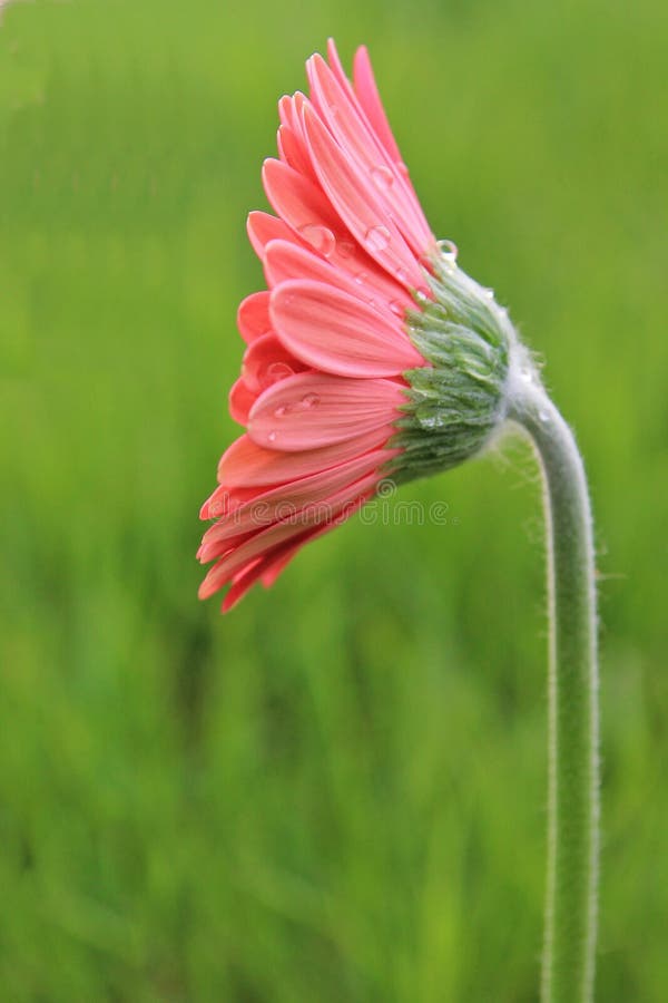 Flor rosada foto de archivo. Imagen de flor, verde, hierba - 60710888