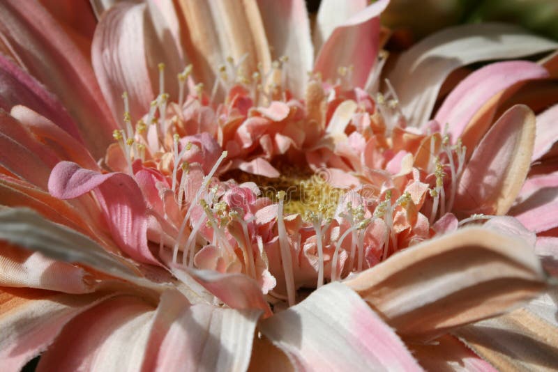 Flor rosada imagen de archivo. Imagen de abierto, verano - 678097