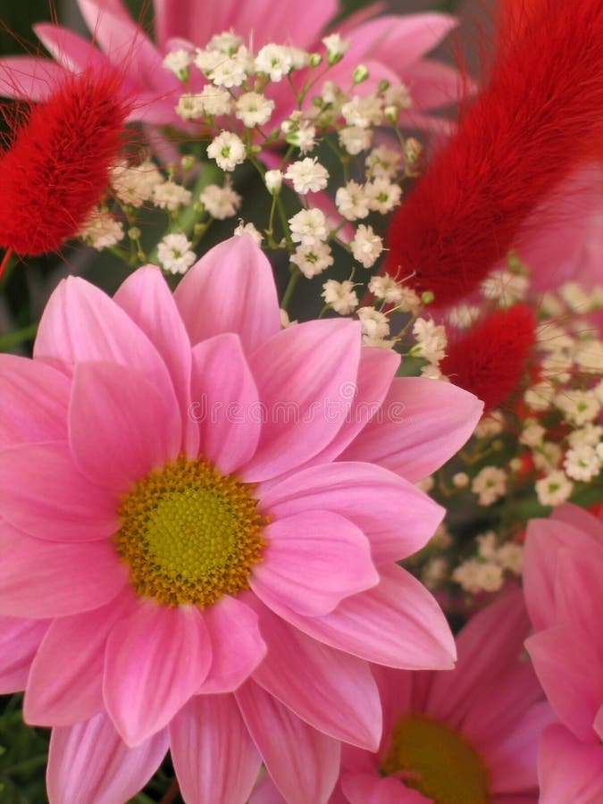 Flor rosada foto de archivo. Imagen de manojo, flor, pétalos - 707650