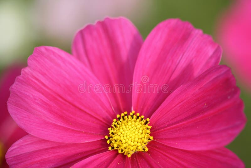 Flor rosada foto de archivo. Imagen de pétalos, belleza - 7786548
