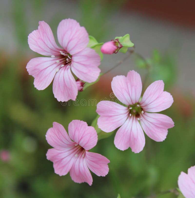 Flor rosada imagen de archivo. Imagen de planta, flores - 94516699