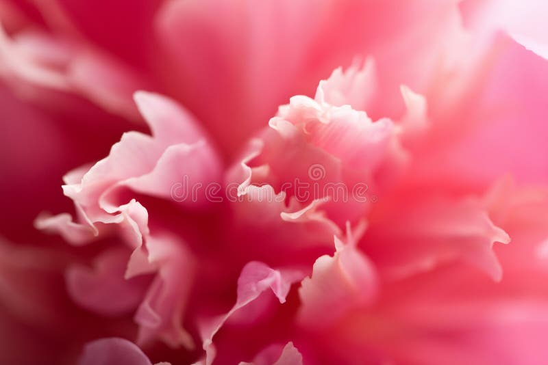 Flor Rosada Abstracta Del Peony Imagen de archivo - Imagen de verano ...