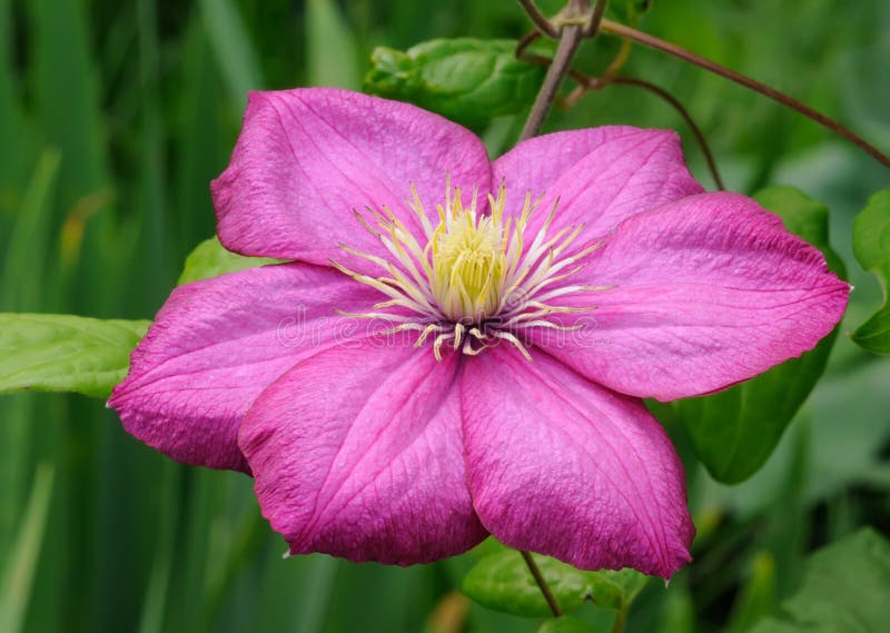 Flor rosada (clematis) imagen de archivo. Imagen de planta - 26233893