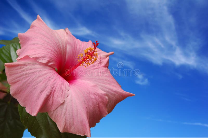 Flor rosada de Hawaii imagen de archivo. Imagen de copia - 2754617