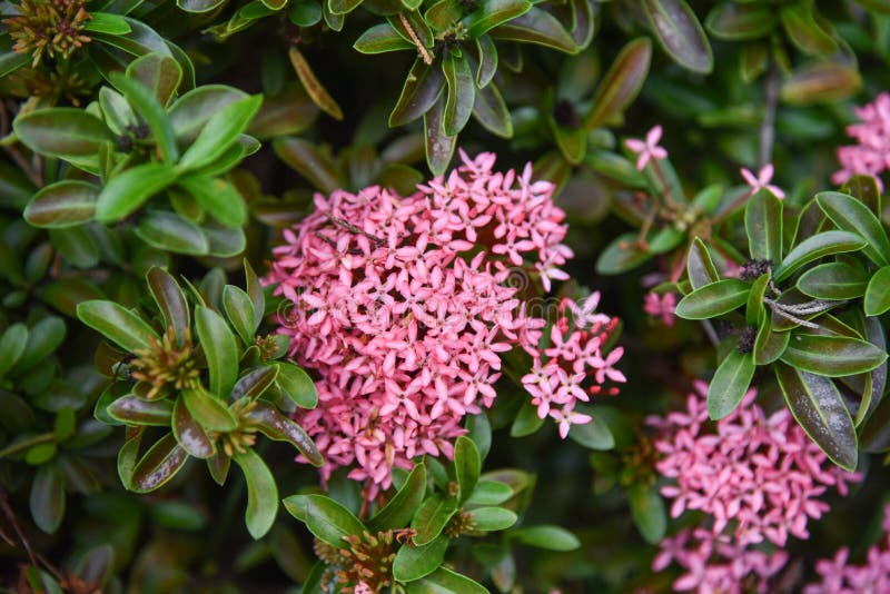 Flor rosada de Ixora imagen de archivo. Imagen de polen - 101836303