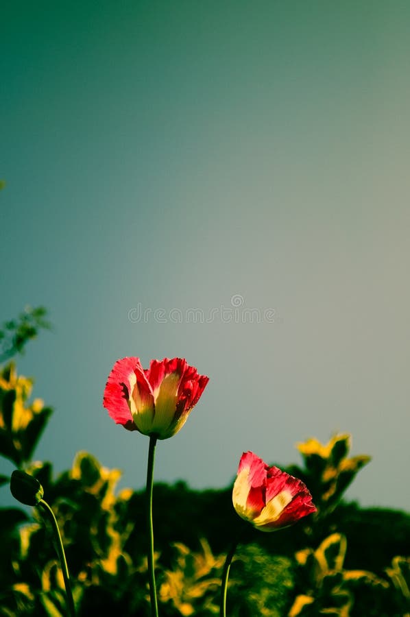 Flor Rosada De La Amapola De Opio Imagen de archivo - Imagen de pétalos ...
