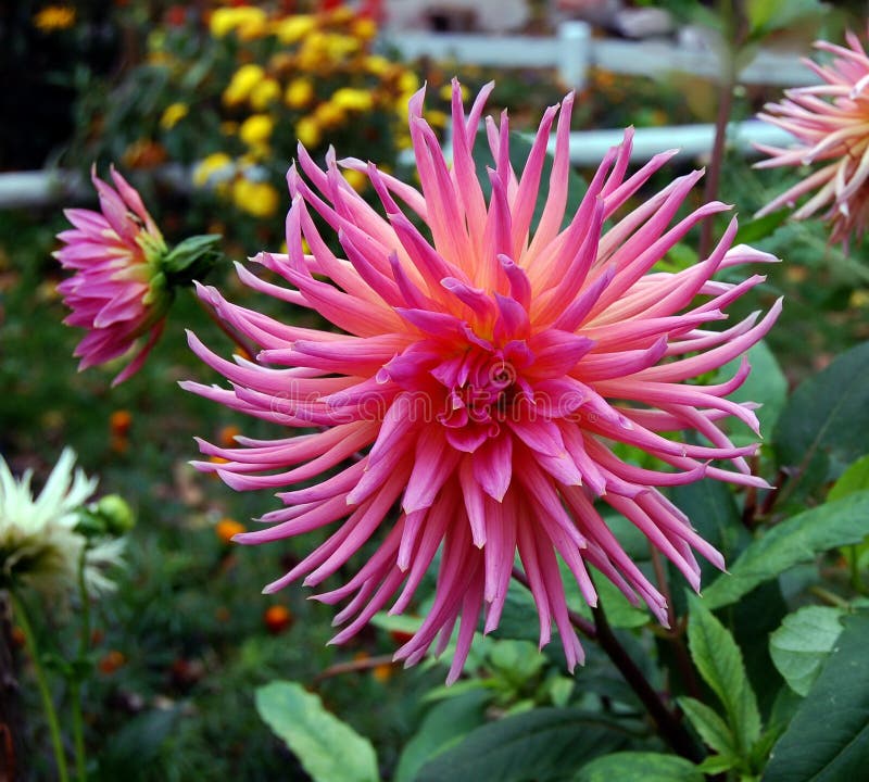 Flor rosada de la dalia imagen de archivo. Imagen de rosa - 113562639