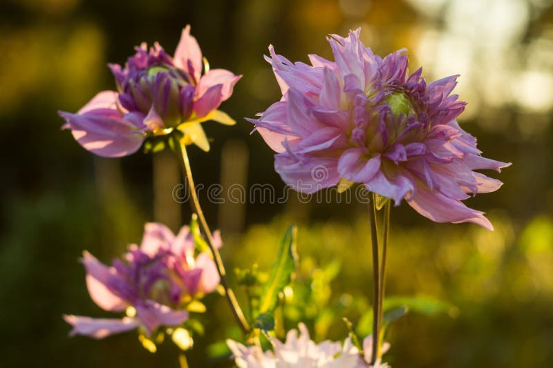 Flor Rosada De La Dalia En El Arbusto Imagen de archivo - Imagen de ...