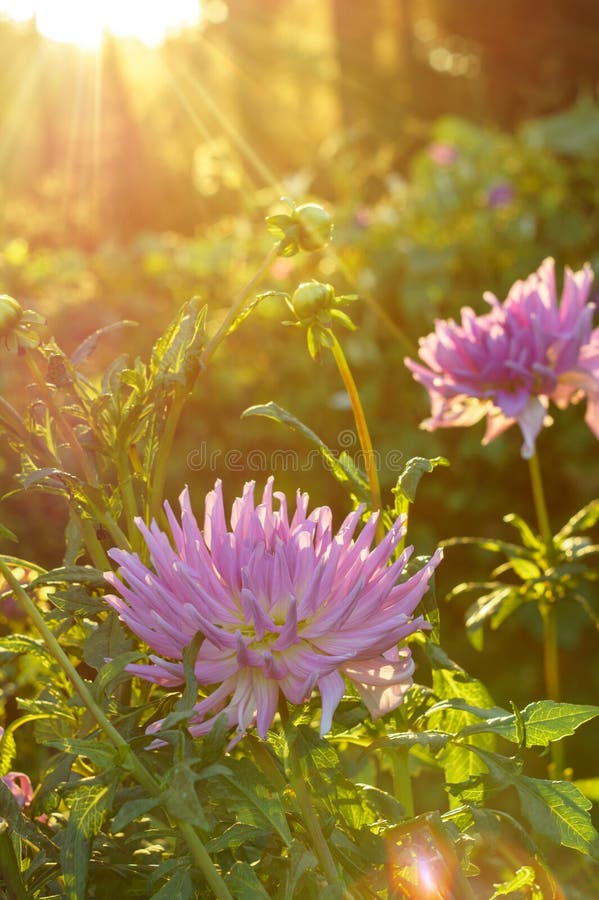 Flor Rosada De La Dalia En El Arbusto Imagen de archivo - Imagen de ...