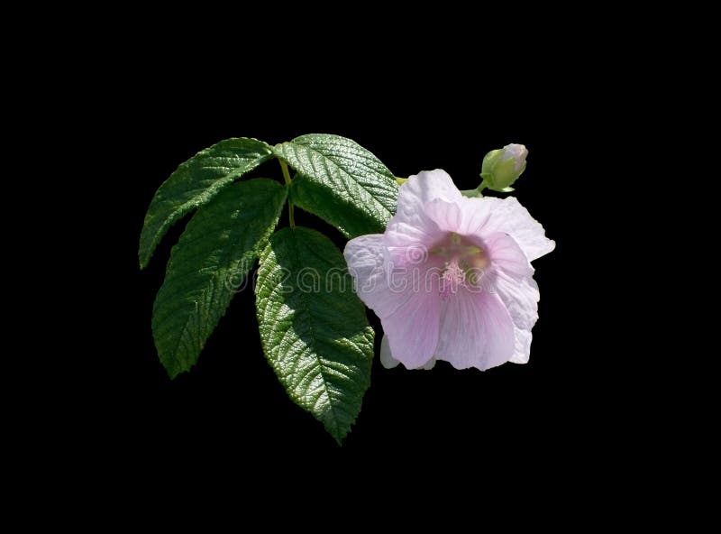 Flor Rosada De La Malva Color De Rosa Foto de archivo - Imagen de ...