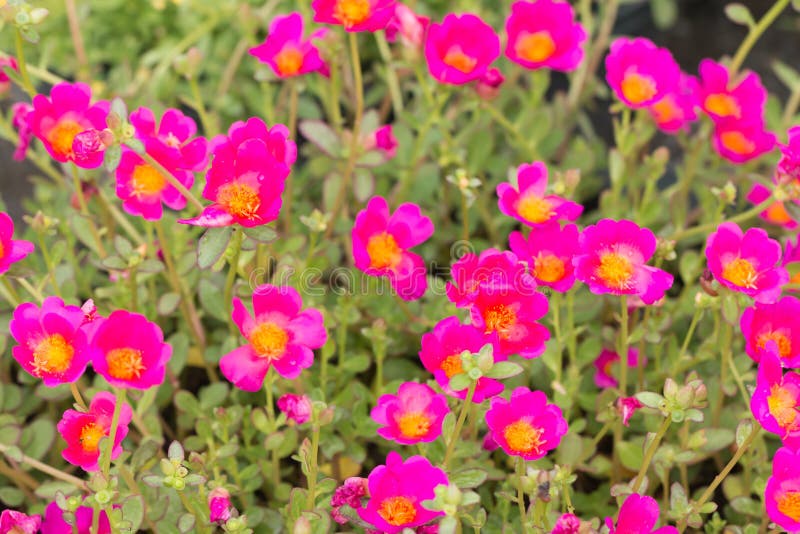 Flor rosada de Portulaca imagen de archivo. Imagen de asia - 46637975