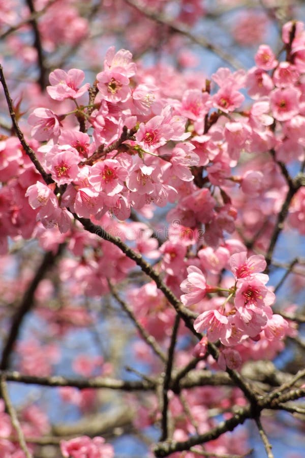 Flor rosada de Sakura foto de archivo. Imagen de mayo - 22694998