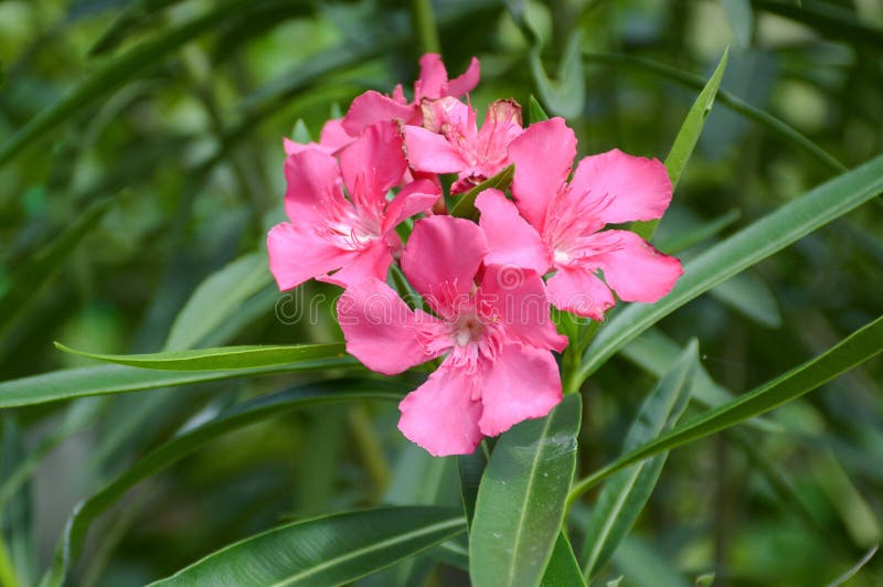 Flor Rosada Del Adelfa Del Nerium Imagen de archivo - Imagen de hermoso ...