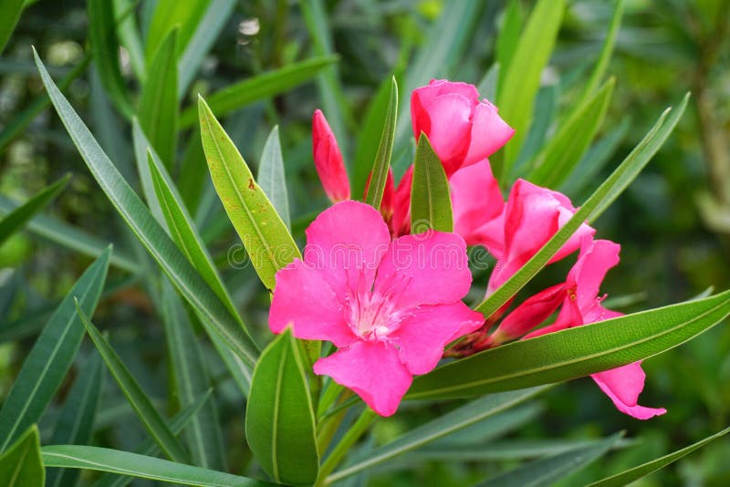 Flor Rosada Del Adelfa Del Nerium Imagen de archivo - Imagen de belleza ...