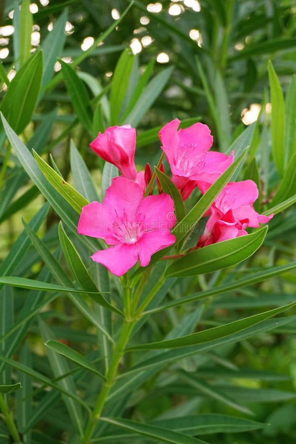 337 Adelfa Flor Rosada Fotos - Libres de Derechos y Gratuitas de Dreamstime