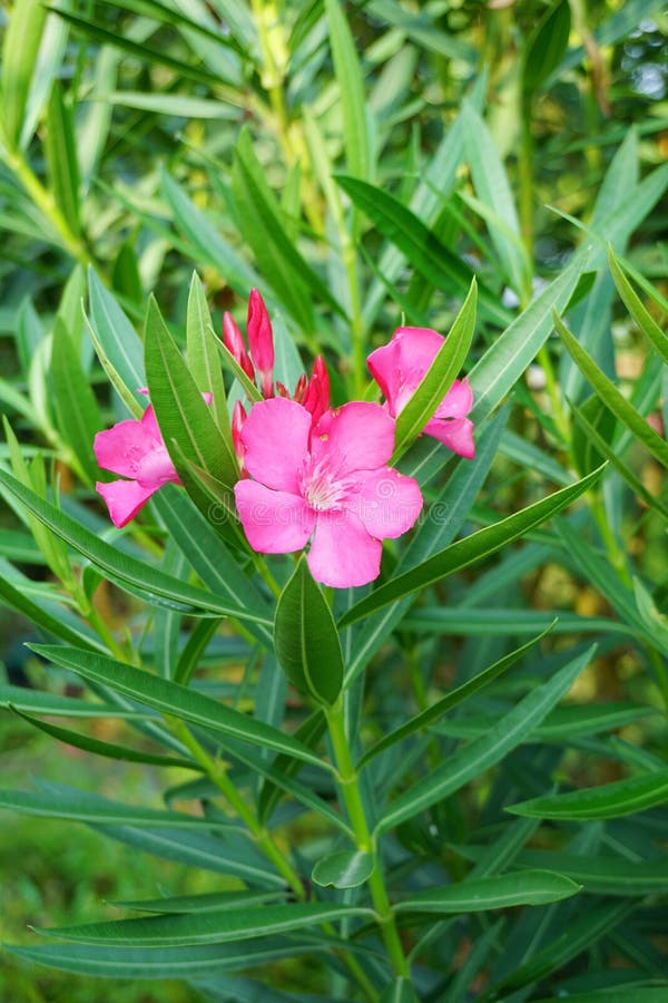 Flor Rosada Del Adelfa Del Nerium En Jard?n De La Naturaleza Foto de ...