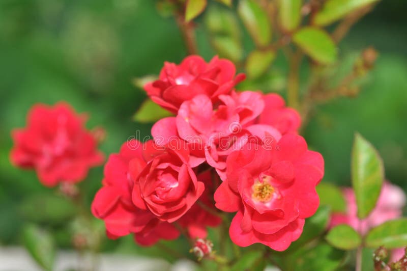 Flor rosada del color foto de archivo. Imagen de mariposa - 31302812
