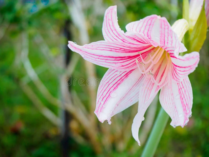 Flor Rosada Del Color De Amaryllis Foto de archivo - Imagen de suave ...