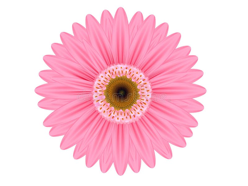 Flor Rosada Del Gerbera O De La Margarita Ilustración del Vector ...