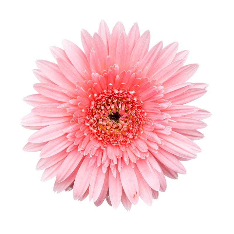 Flor Rosada Del Gerbera Aislada Imagen de archivo - Imagen de ...